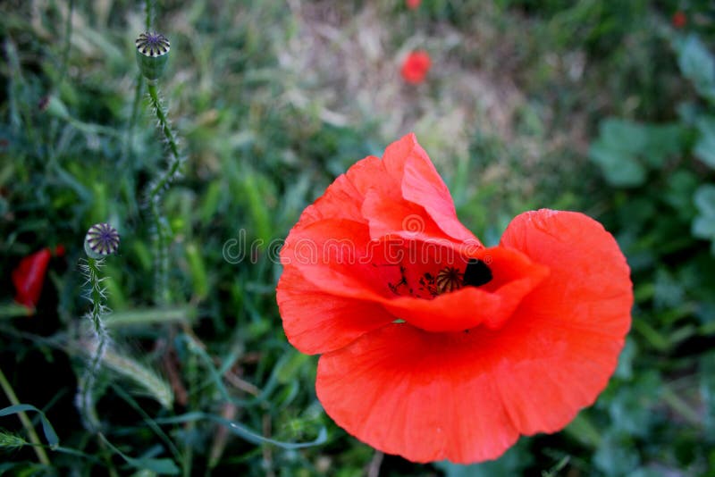 1,542 Stor Vallmo Foton - Gratis och royaltyfria stockfoton från Dreamstime