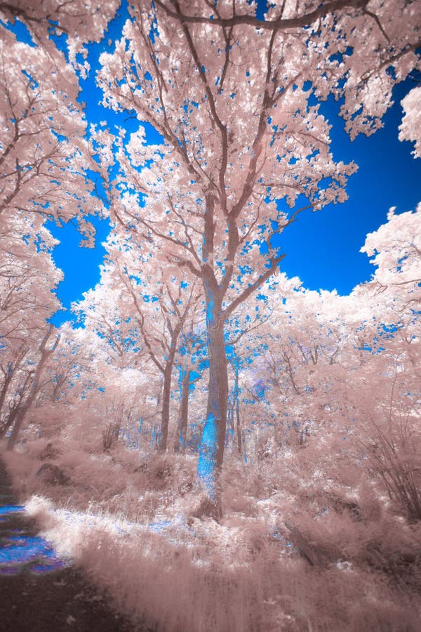 Stora Amund Island stock image. Image of shore, shoreline - 248864199