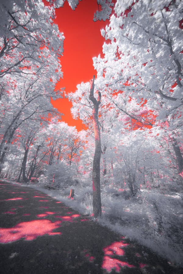 Stora Amund Island stock image. Image of sweden, coastal - 248864235