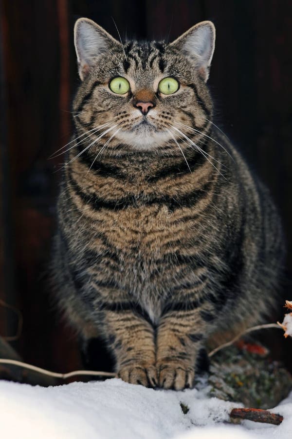 Stora katters ögon fotografering för bildbyråer. Bild av nonsens - 28711105