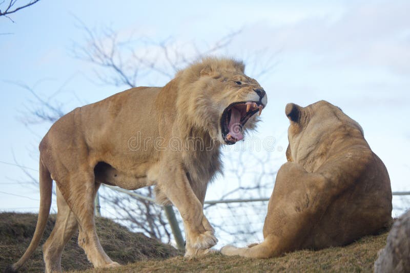 Vitt lejon arkivfoto. Bild av ögon, ligga, natur, öron - 81128718