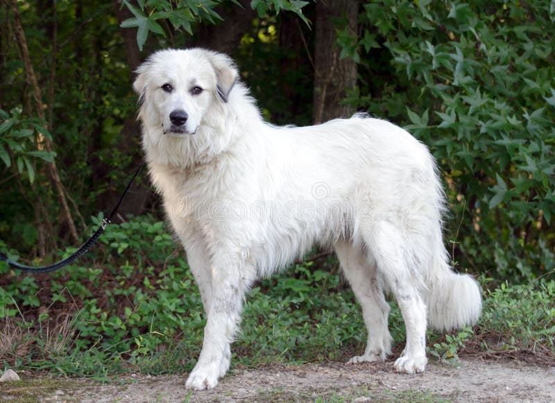 Stor Pyrenees Stor Vit Fluffig Hund Arkivfoto - Bild av angus, adoptiv ...