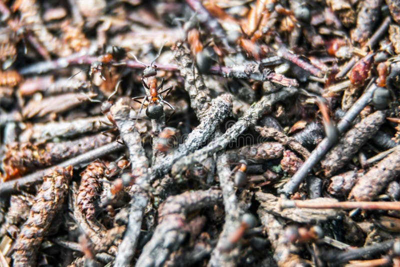 Myror i en myrstack fotografering för bildbyråer. Bild av arbete - 73411099