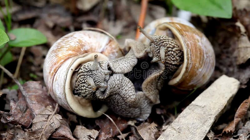 Samlag Filmklipp – 262 Samlag Videor - Dreamstime