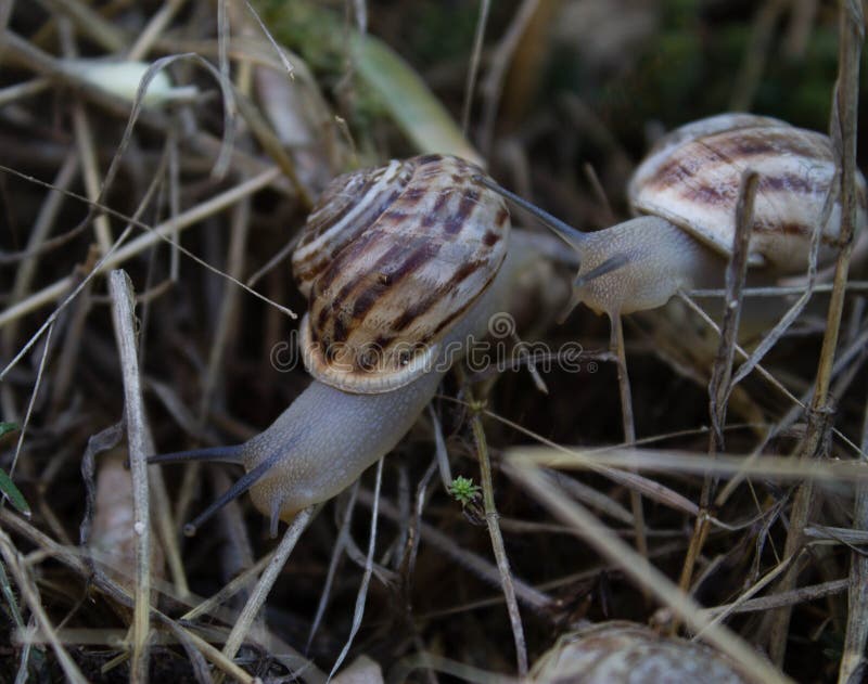 Stora Sniglar Med Den Vita Blomman I Trädgården På En ...