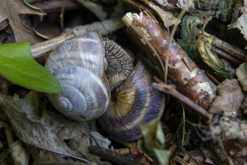 Para ihop för sniglar arkivfoto. Bild av invertebrate - 57546968