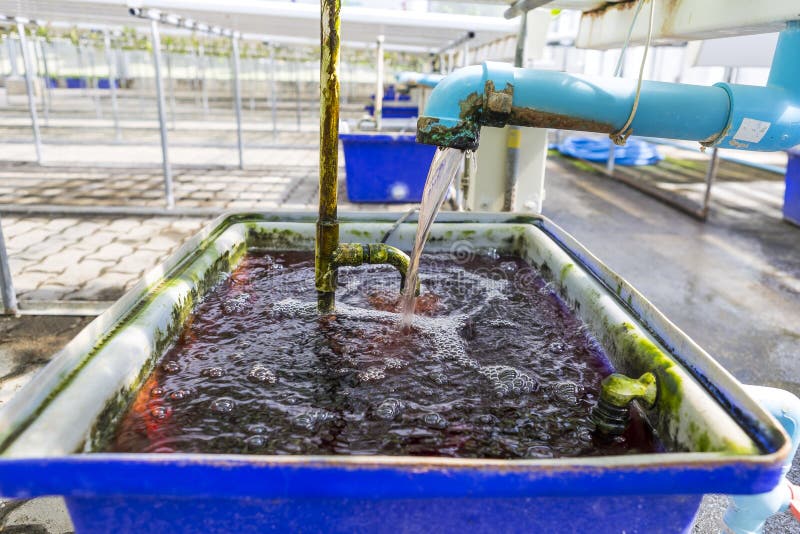 Storage Bin for Nutrition Solution of Hydroponic System Stock Photo ...