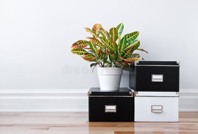 Storage Boxes and Green Plant in a Room Stock Image - Image of design ...