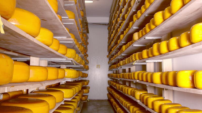 Storage of Cheese of Different Varieties on Wooden Shelves in the ...