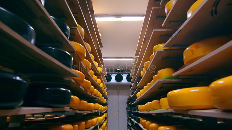 Storage of Cheese of Different Varieties on Wooden Shelves in the ...