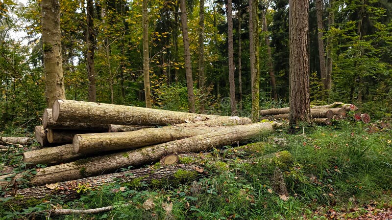 A Storage of Firewood in the Forest Against the Backdrop of Some Trees ...