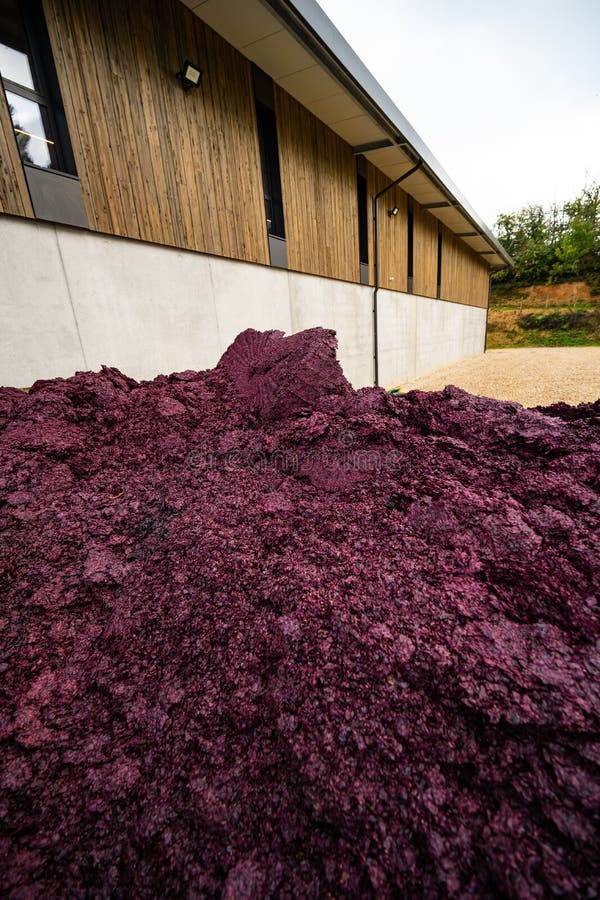 Storage of Grape Marc after Vinification, Bordeaux Vineyard Stock Photo ...