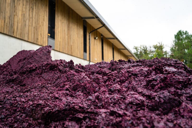 Storage of Grape Marc after Vinification, Bordeaux Vineyard Stock Photo ...