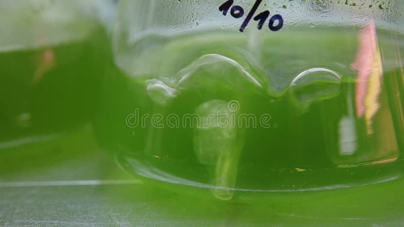 Laboratory Sample of Human Jejunum in Section Magnified for Medical ...