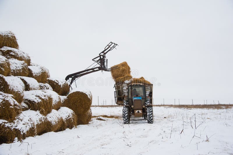 Storage with Piles of Stacks of Hay. Farm Loader at Work Stock Photo ...