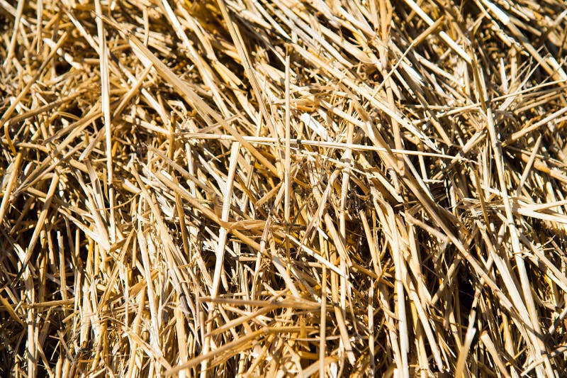 Storage with Piles of Stacks of Hay Stock Image - Image of straw ...