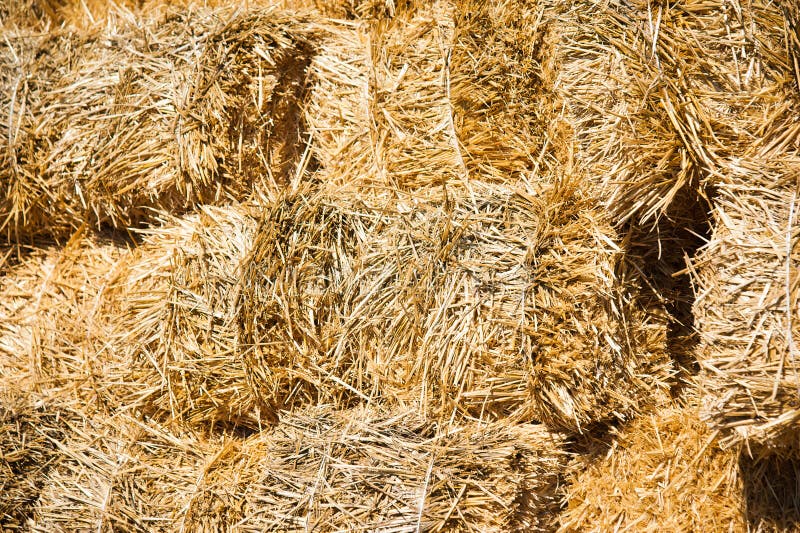 Interior Barn Hay Bales Stock Images - Download 131 Royalty Free Photos