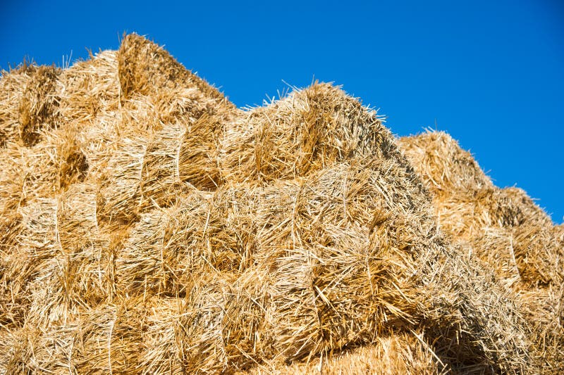 Storage with Piles of Stacks of Hay Stock Photo - Image of country ...