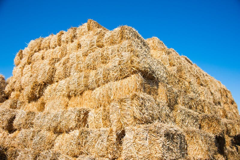 Storage with Piles of Stacks of Hay Stock Photo - Image of haystack ...