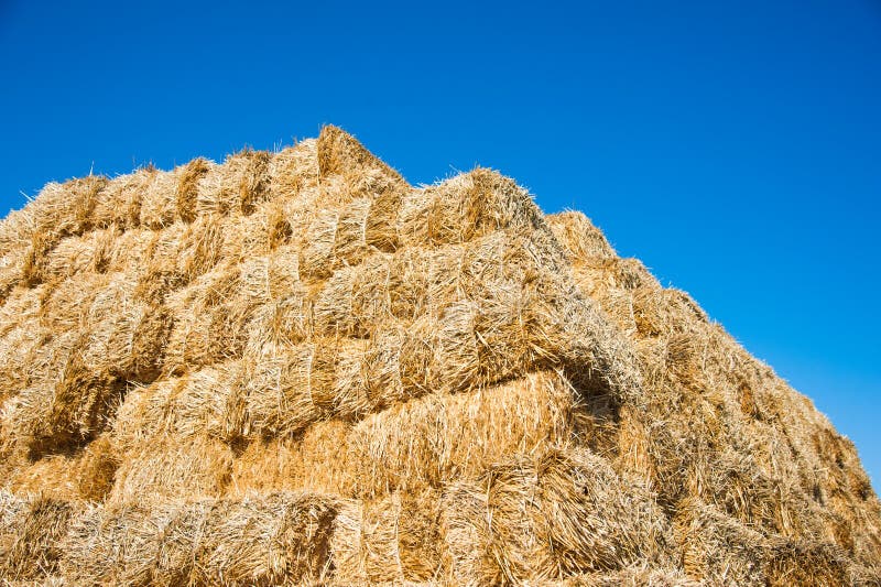 Storage with Piles of Stacks of Hay Stock Image - Image of farm, straw ...