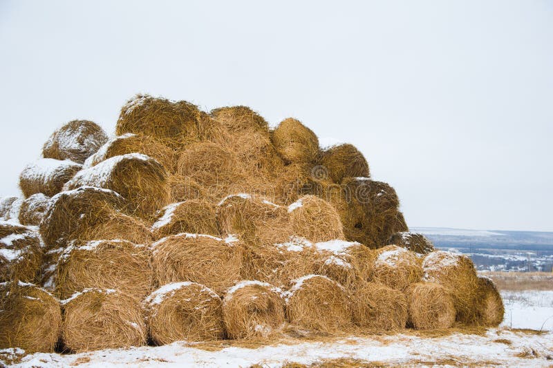 Storage with Piles of Stacks of Hay Stock Image - Image of farm, straw ...