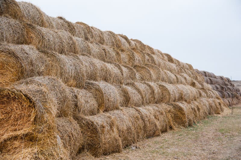 Storage with Piles of Stacks of Hay Stock Image - Image of farming ...