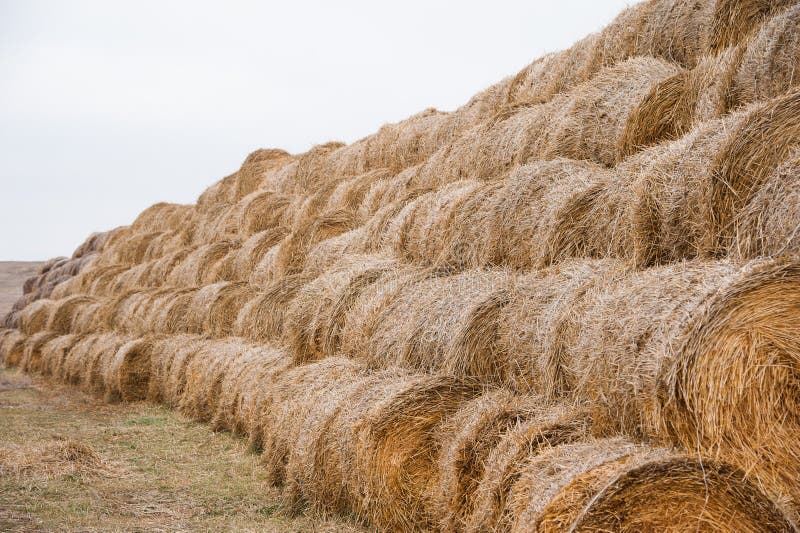 Storage with Piles of Stacks of Hay Stock Photo - Image of country ...