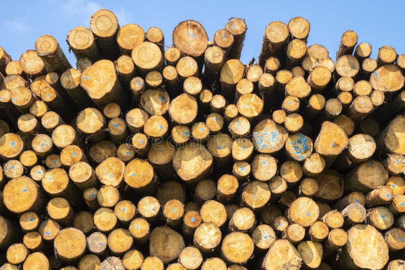 Storage Place for Wood Logs Stock Photo - Image of nature, company ...