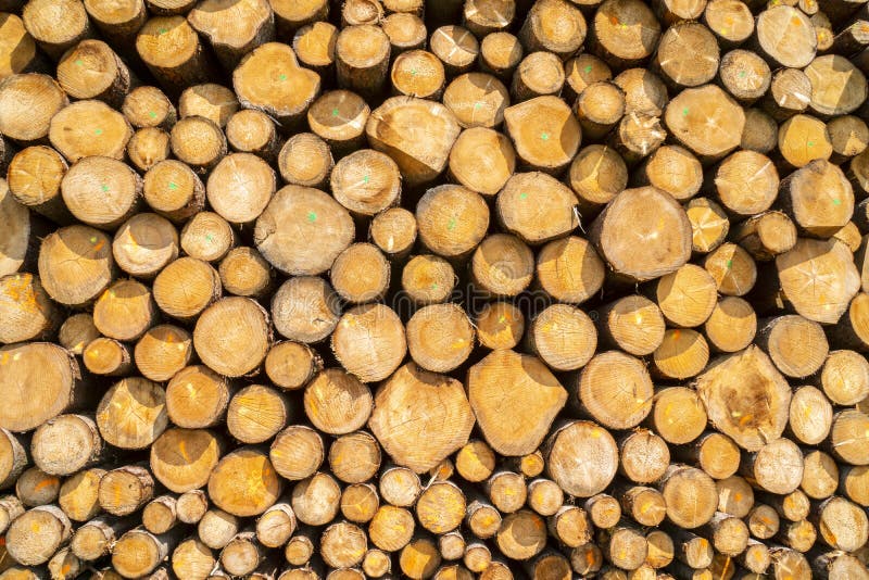 Storage Place for Wood Logs Stock Image - Image of environment ...