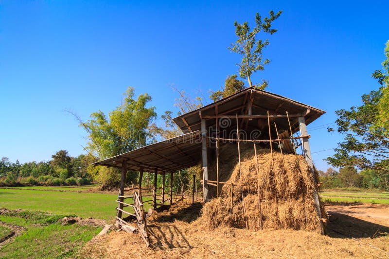 Storage of rice straw stock image. Image of harvested - 49006485