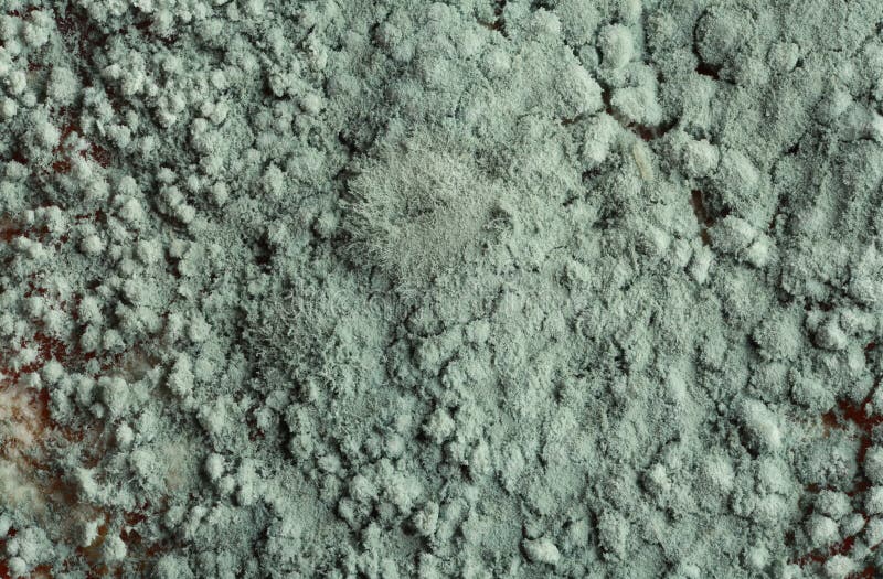 Storage Root stock image. Image of microbiology, germ - 34148311