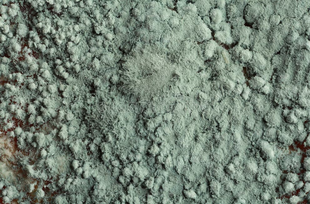 Storage Root stock image. Image of microbiology, germ - 34148311