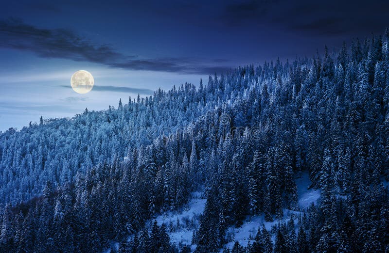 Idyllisk skog i vinter fotografering för bildbyråer. Bild av barrtr ...