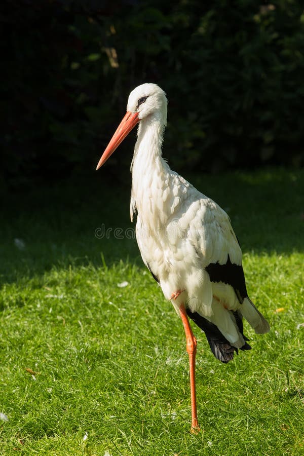 Marabu-Storch Auf Einem Bein Stockbild - Bild von vogel, tier: 51798905