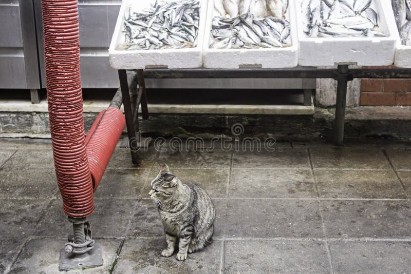 Store cat fish stock photo. Image of food, cooking, healthy - 78950850