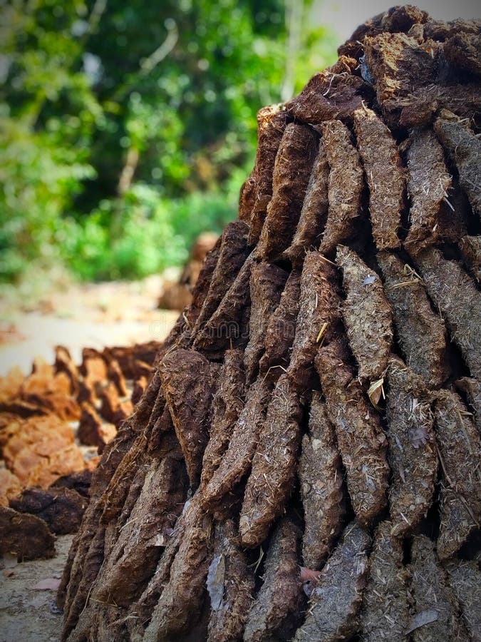 Cow Dugs Stock Photos - Free & Royalty-Free Stock Photos from Dreamstime