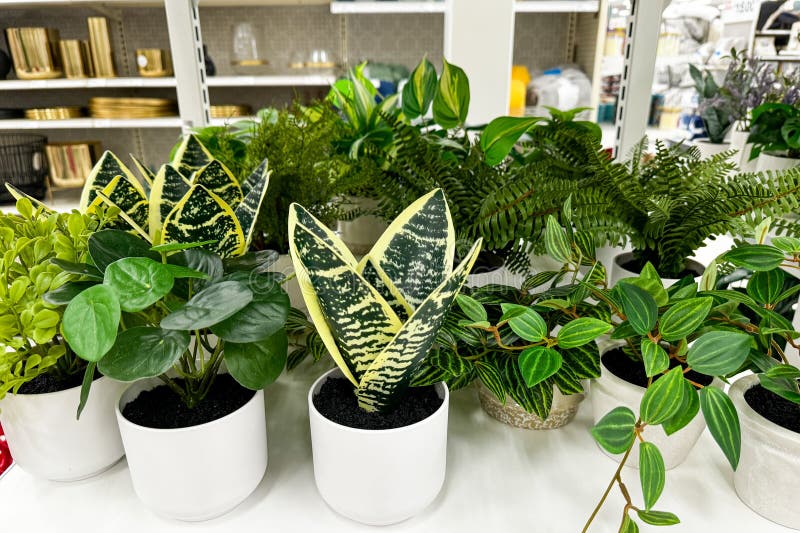 A Store Display of Various Potted Artificial Plants with Lush Green ...