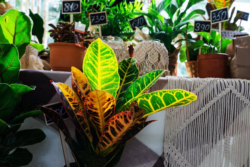 The Store Sells Large and Small Indoor Plants. Foreground Stock Image ...