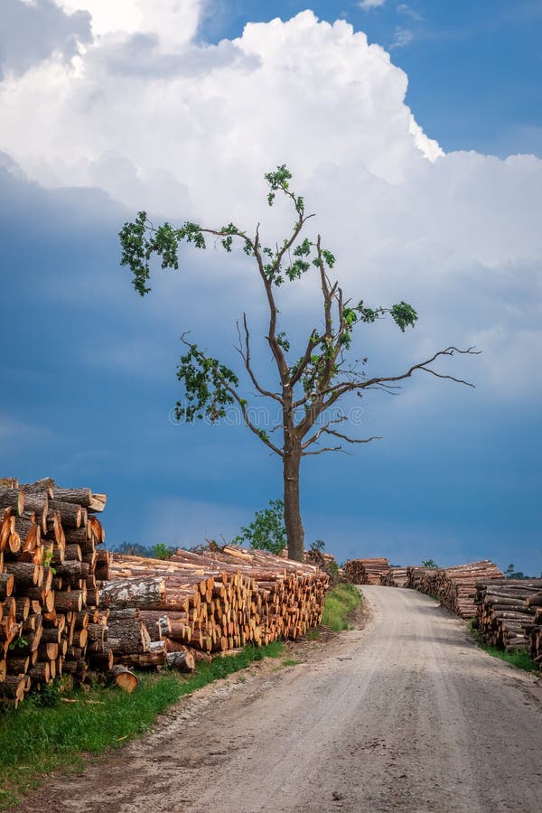 Stored in the Forest Cut Wood after a Gale Stock Photo - Image of ...