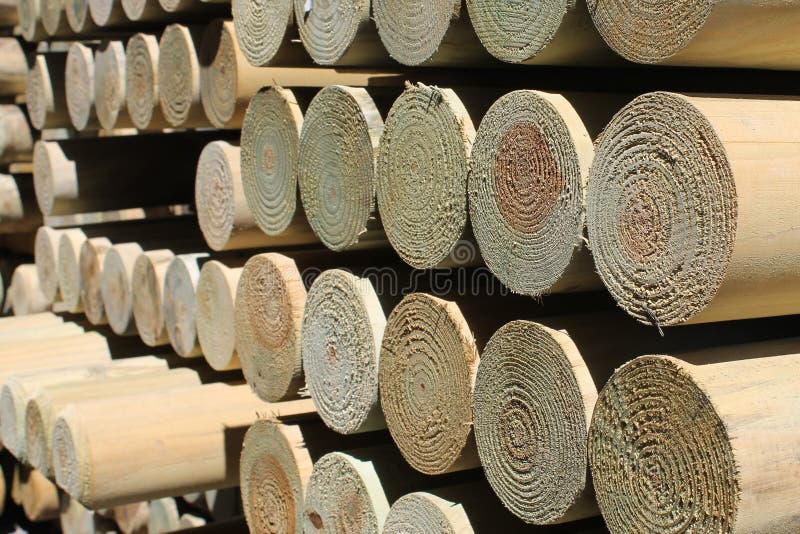 Stored pine timber poles stock photo. Image of sawn, lumber - 28036594