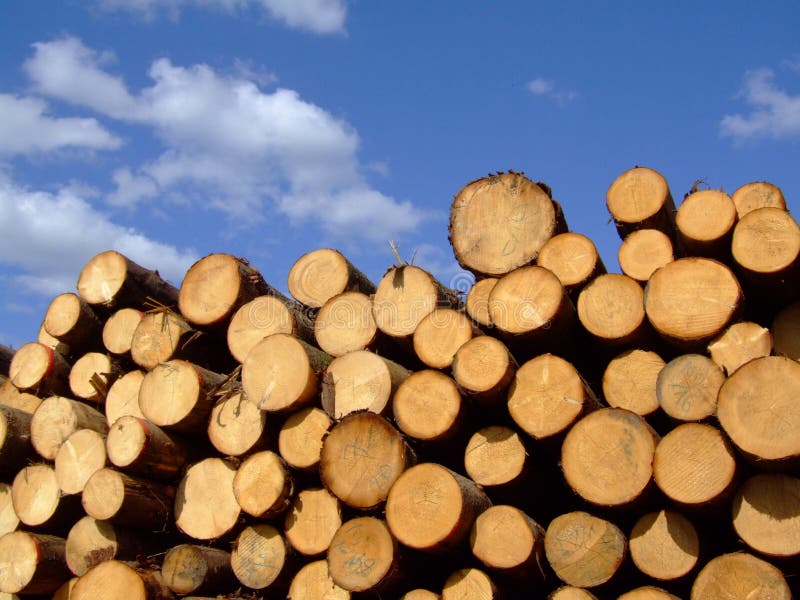 Stored timber stock image. Image of ground, standing - 41618507