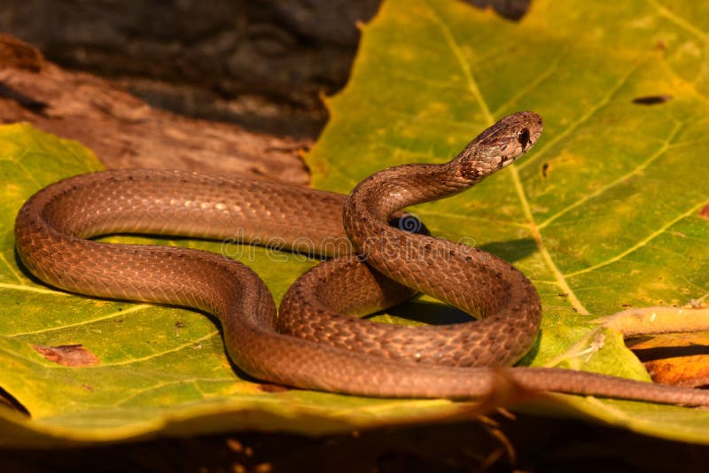 Storeria dekayi stock image. Image of brown, habitat - 173775073