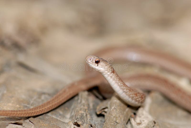 Storeria dekayi stock photo. Image of storeria, wildlife - 173376148
