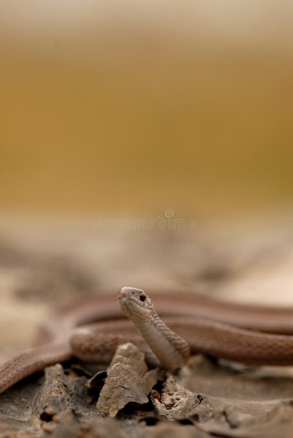 2,397 Small Brown Snake Stock Photos - Free & Royalty-Free Stock Photos ...