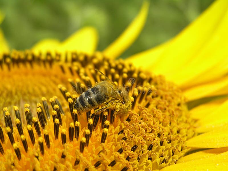 Storeroom Nectar and Pollen Stock Image - Image of flowers, originality ...