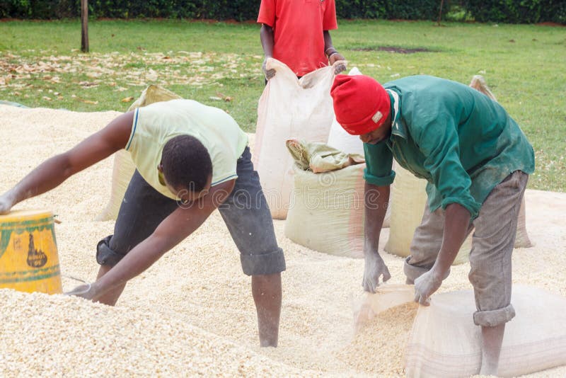 Storing corn editorial stock image. Image of farming - 64190069