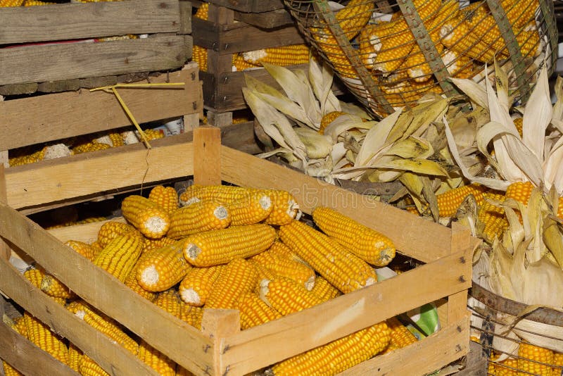 Storing Corn in Wooden Crates Stock Photo - Image of harvest, sale ...