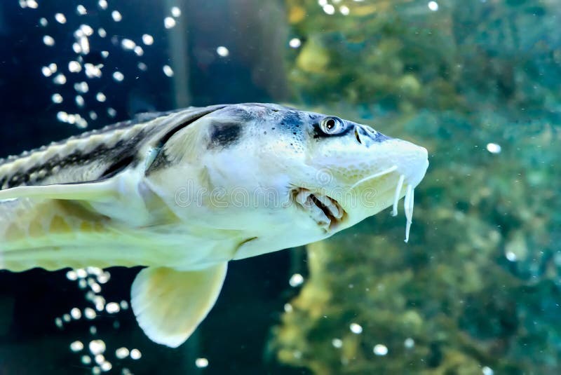 Storione fotografia stock. Immagine di immagine, animale - 32342654