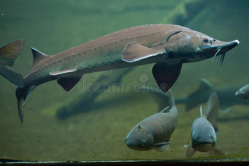 Storione Siberiano (acipenser Baerii) Fotografia Stock - Immagine di ...