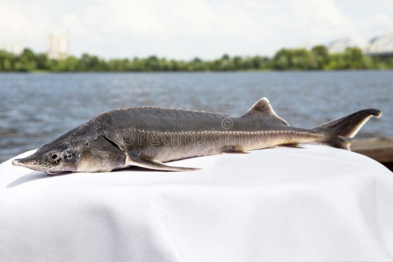 7,718 Storione Foto - Foto Stock Gratis e Royalty-Free da Dreamstime